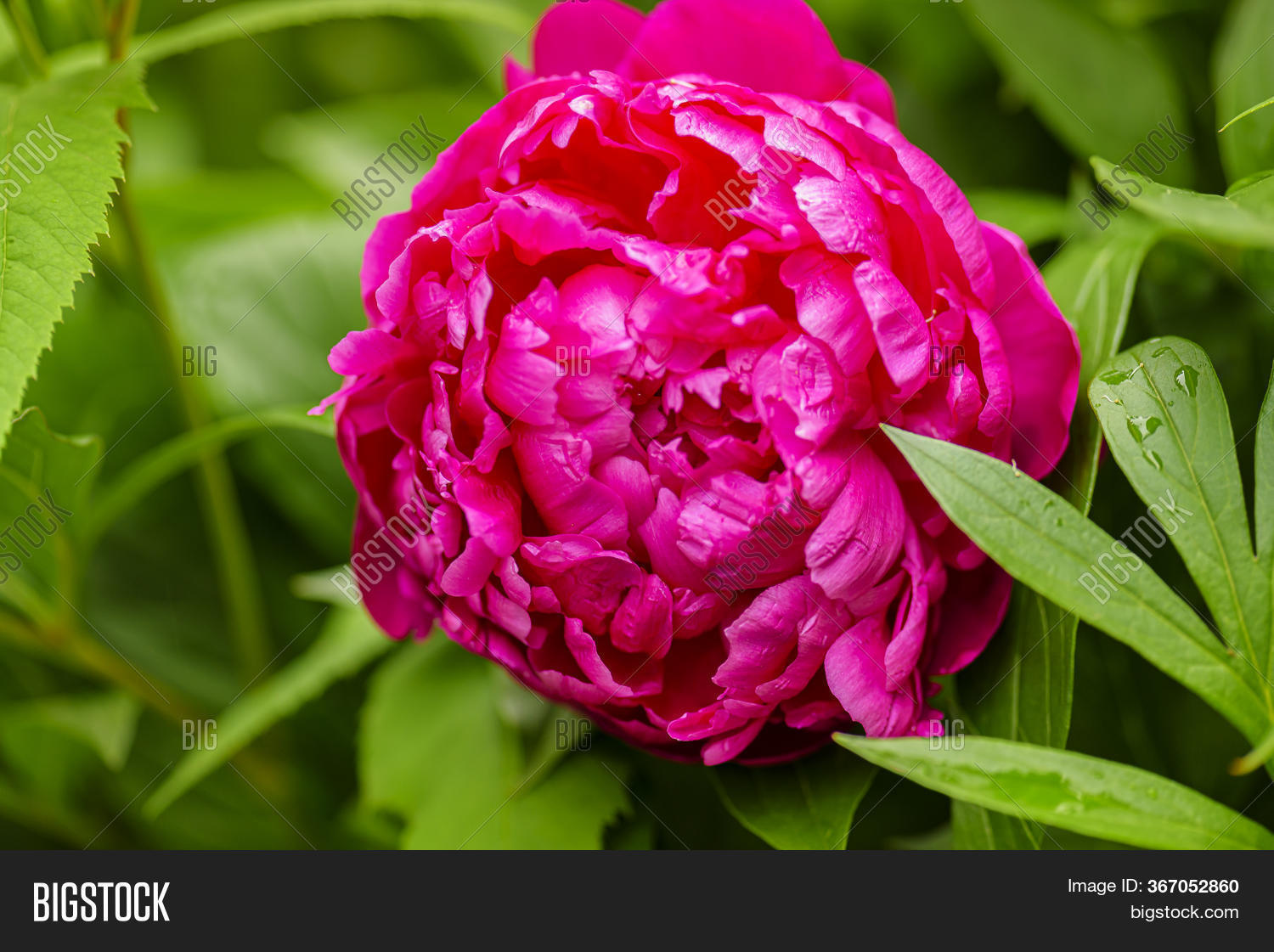 Peony Close-. Peony Image & Photo (Free Trial) | Bigstock