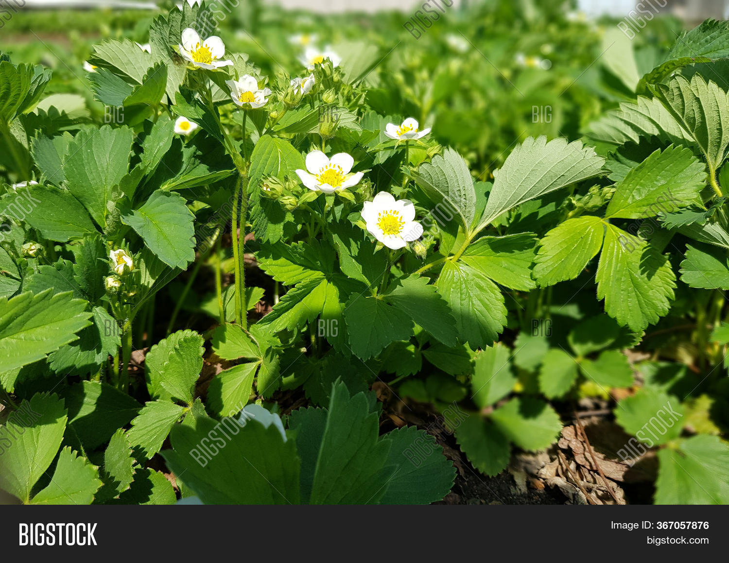 Blooming Strawberries Image & Photo (Free Trial) | Bigstock