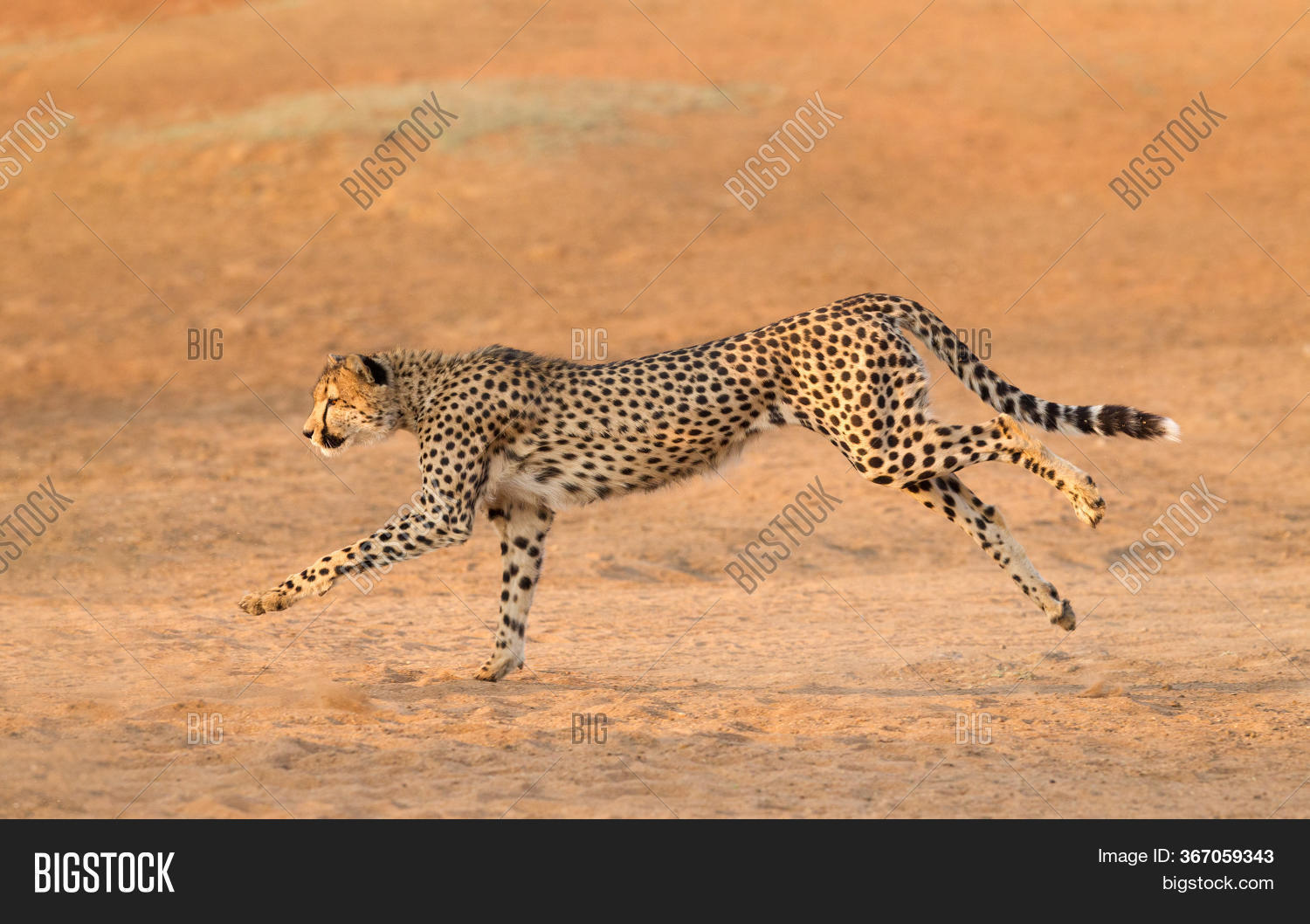 Cheetah Running Side View