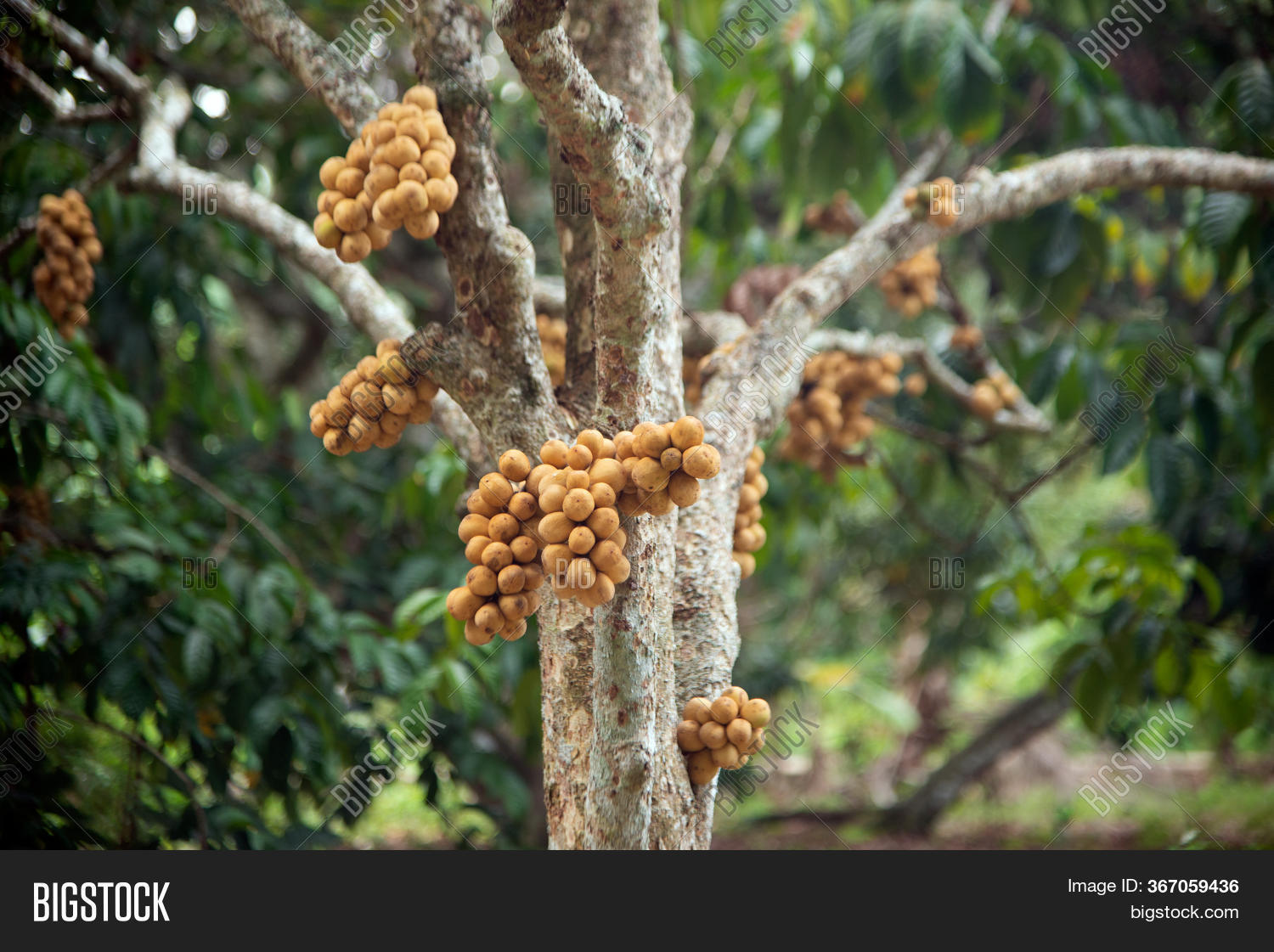 Lansium Domesticum, Image & Photo (Free Trial) | Bigstock