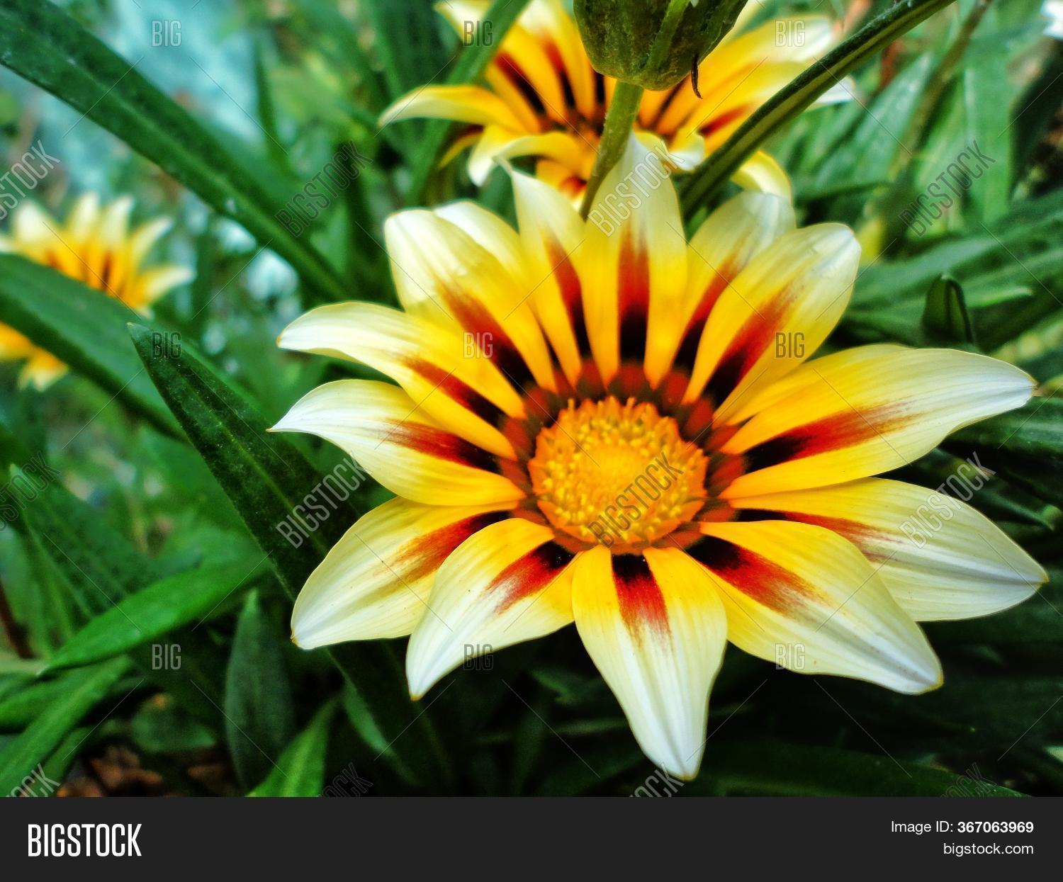 Beautiful Flor De Mar Image & Photo (Free Trial) | Bigstock
