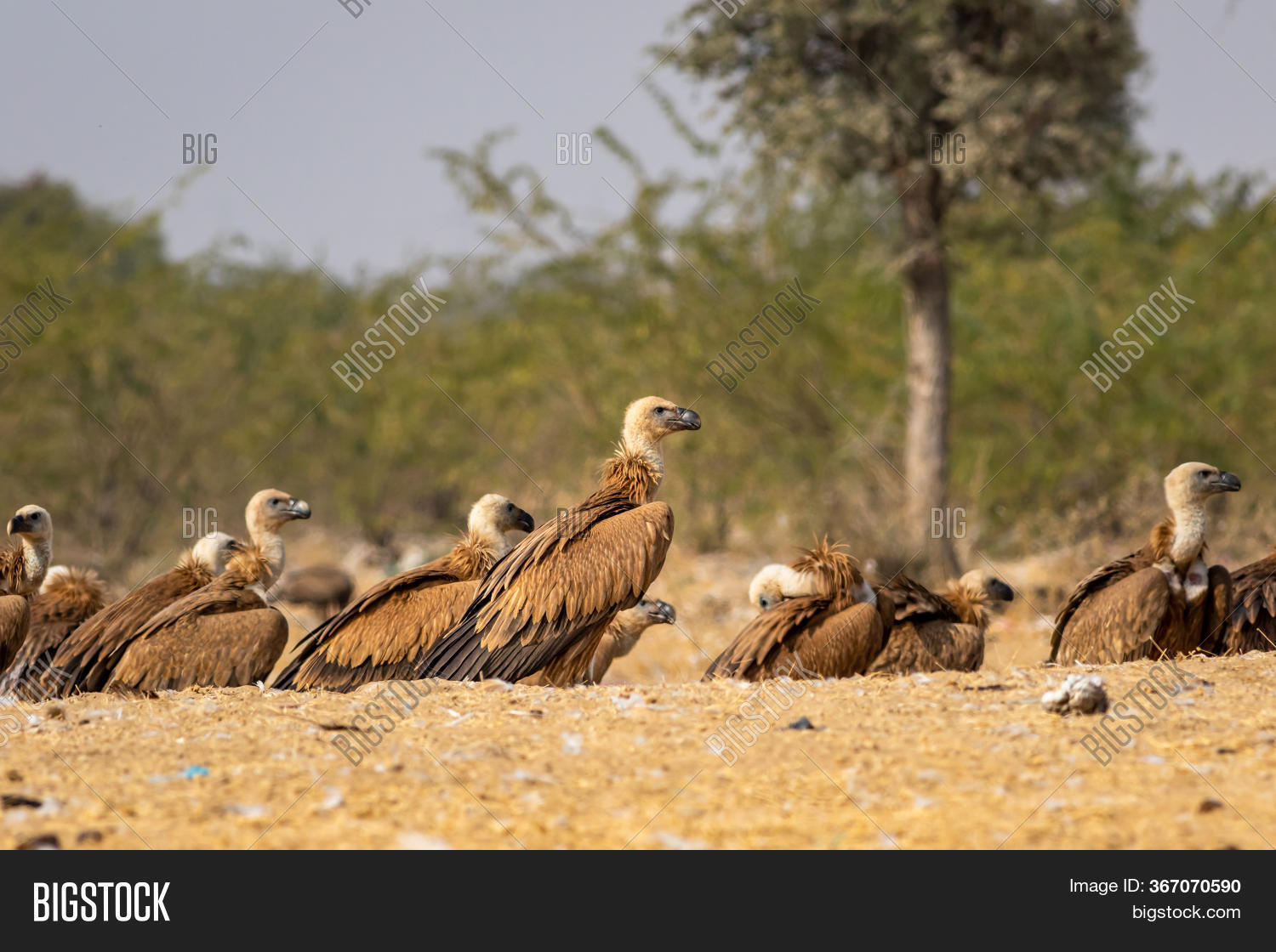 Griffon Vulture Image & Photo (Free Trial) | Bigstock