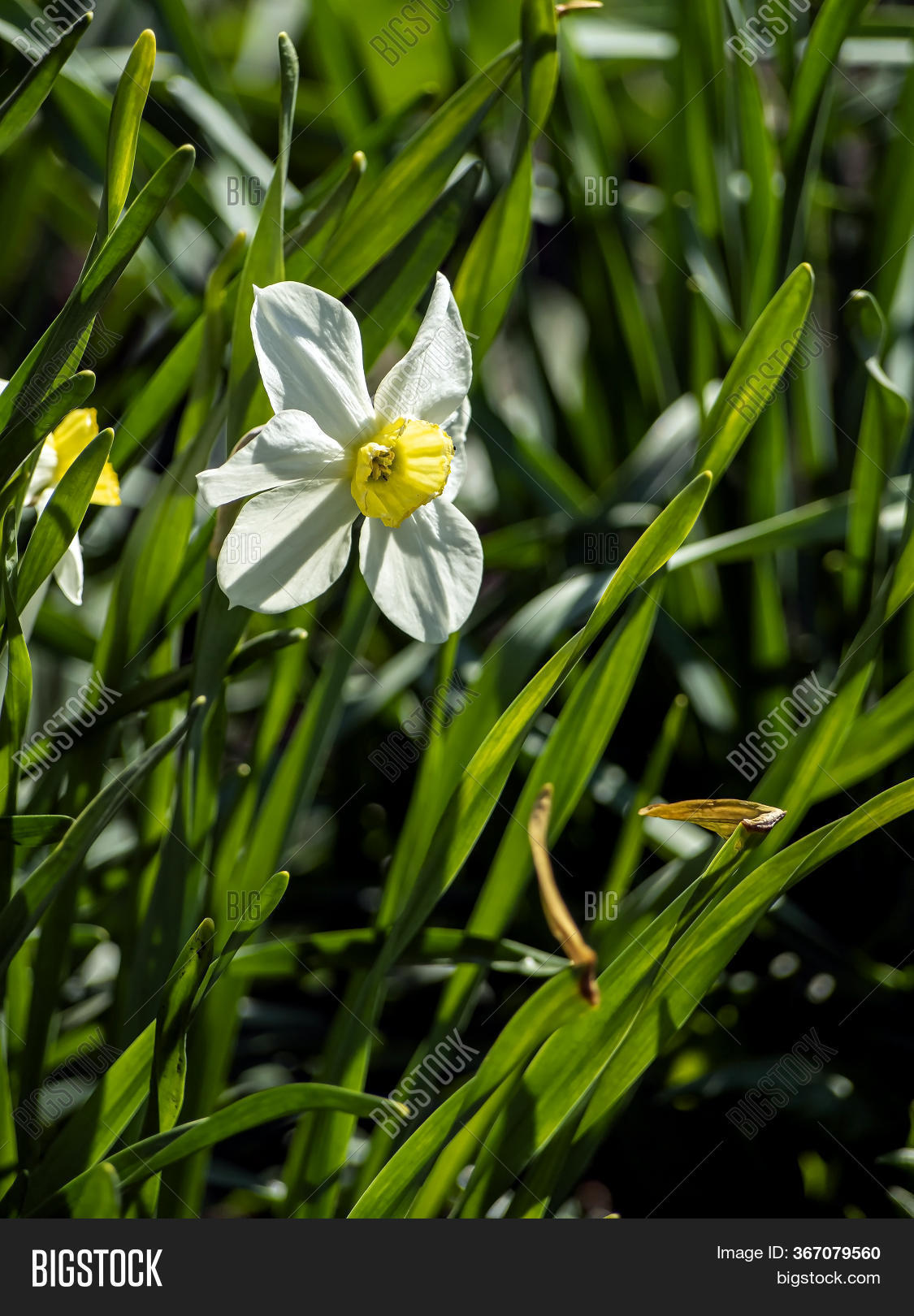 White Narcissus, Plant Image & Photo (Free Trial) | Bigstock
