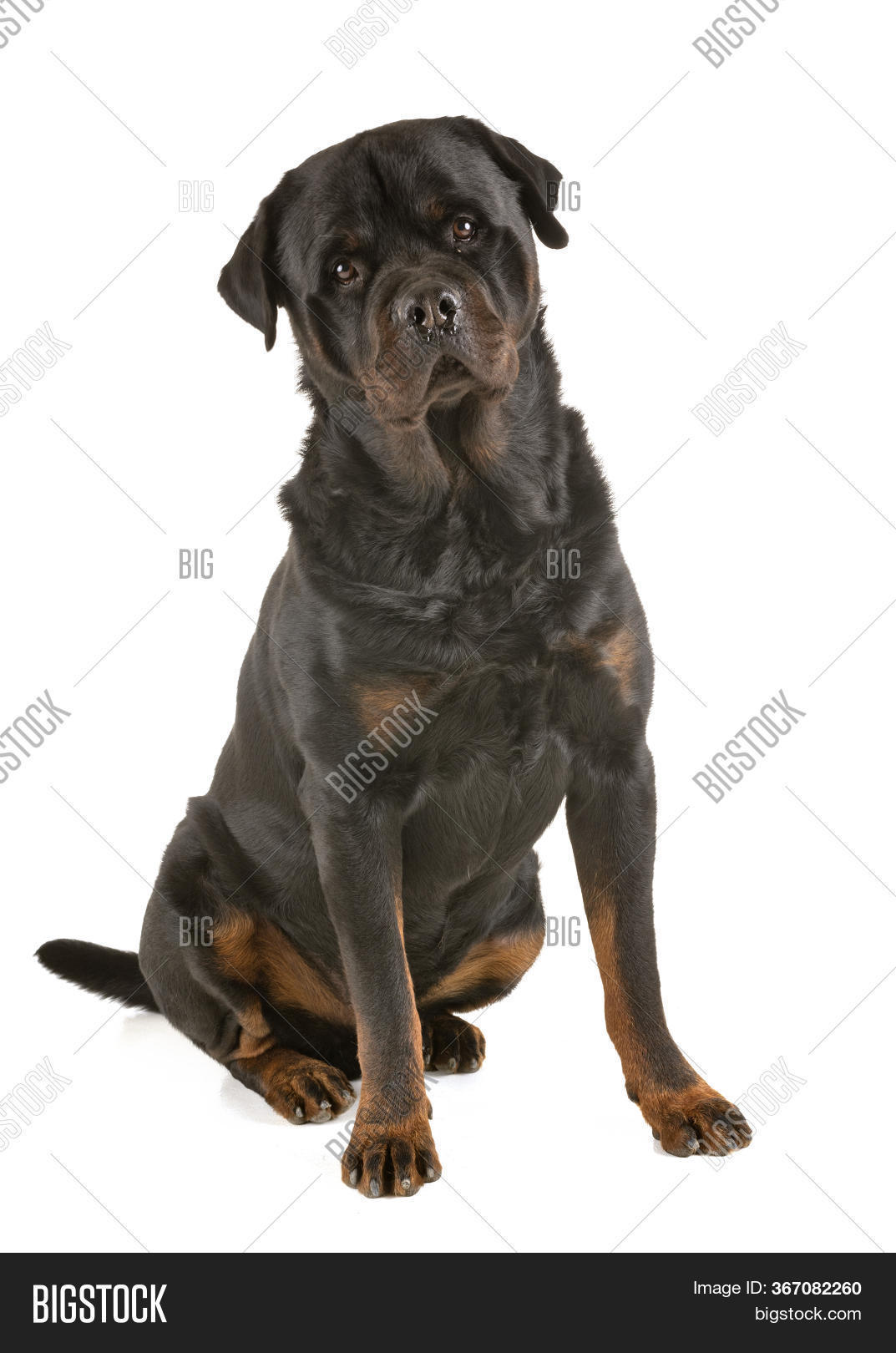Purebred Rottweiler Image & Photo (Free Trial) | Bigstock