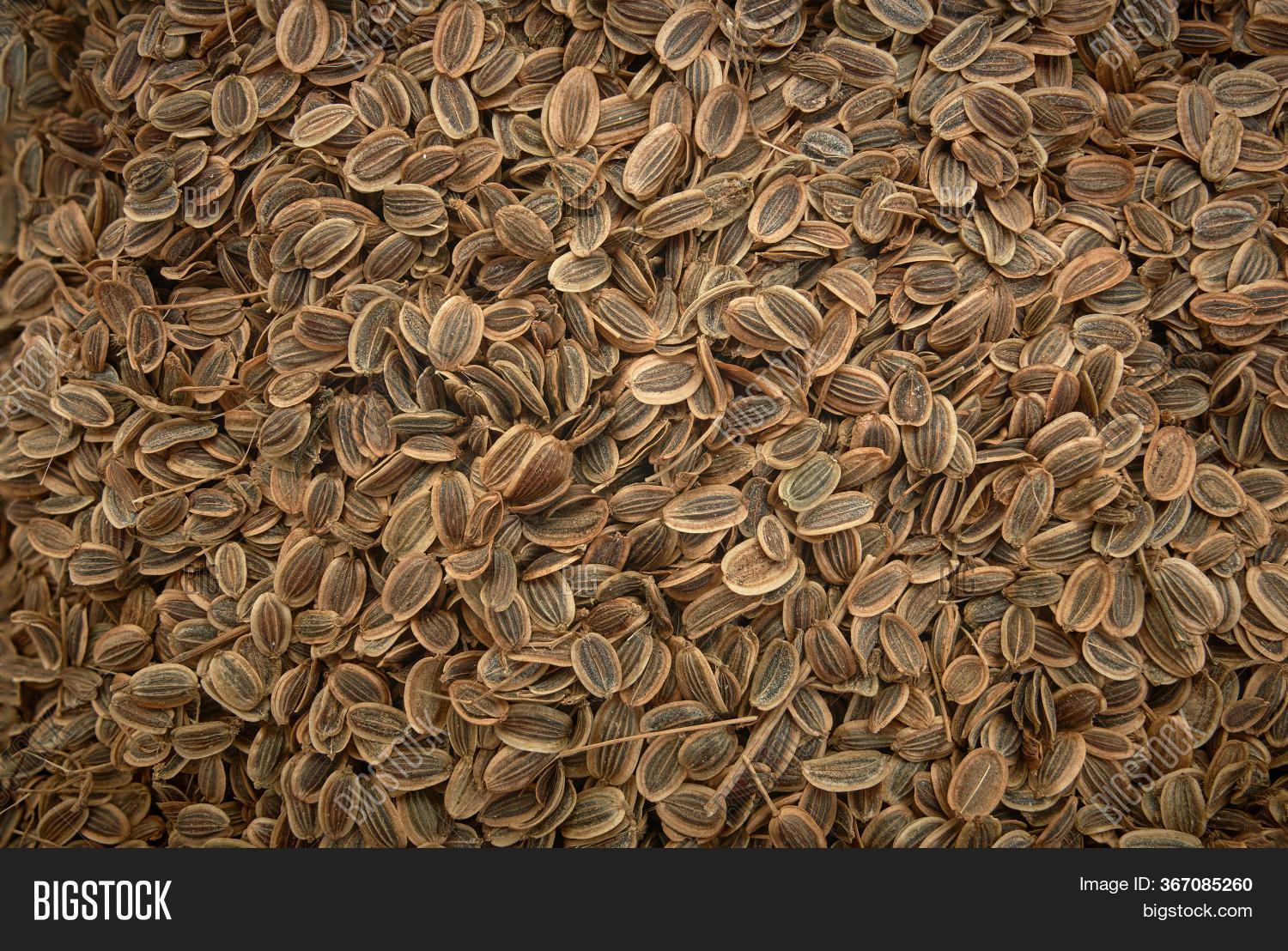 Dill Seeds. Storage Image & Photo (Free Trial) | Bigstock