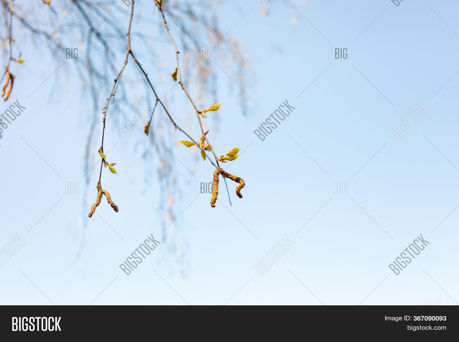Twigs Young Leaves Image & Photo (Free Trial) | Bigstock