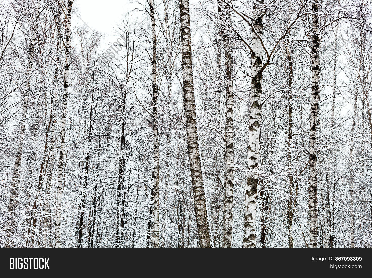 Bare Birch Trees Snowy Image & Photo (Free Trial) | Bigstock
