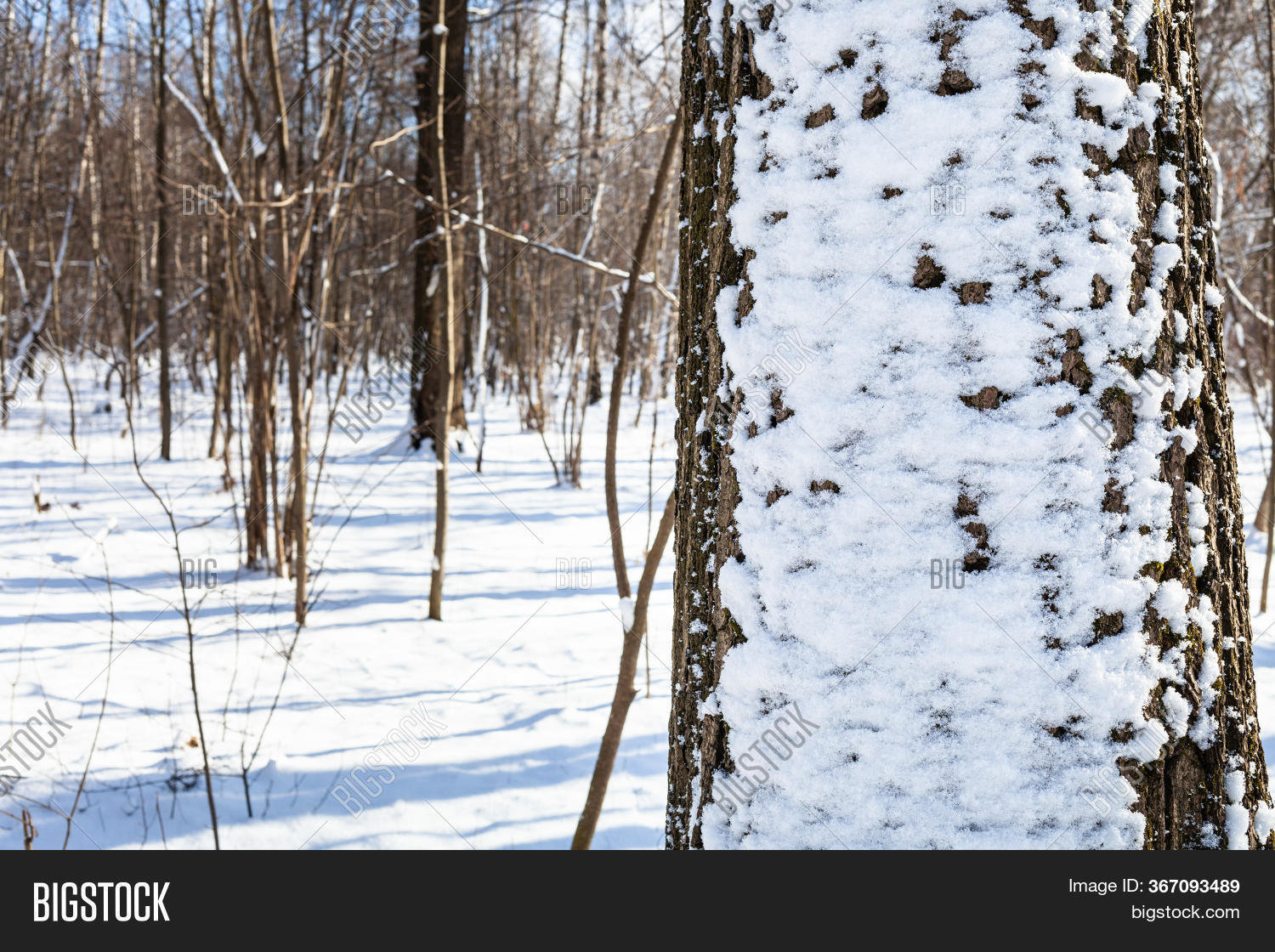 Snow-covered Oak Trunk Image & Photo (Free Trial) | Bigstock