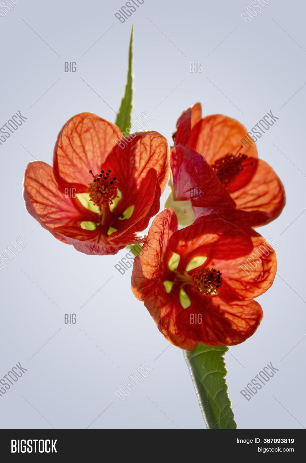 Exotic Red Flower Head Image & Photo (Free Trial) | Bigstock