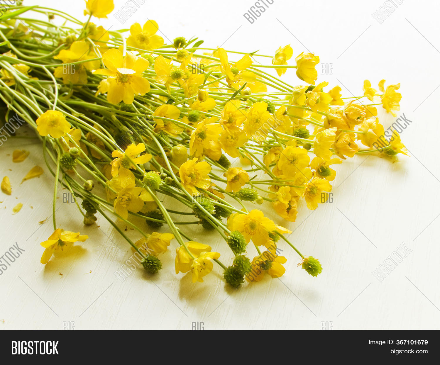 Wild Buttercup Flowers Image & Photo (Free Trial) | Bigstock