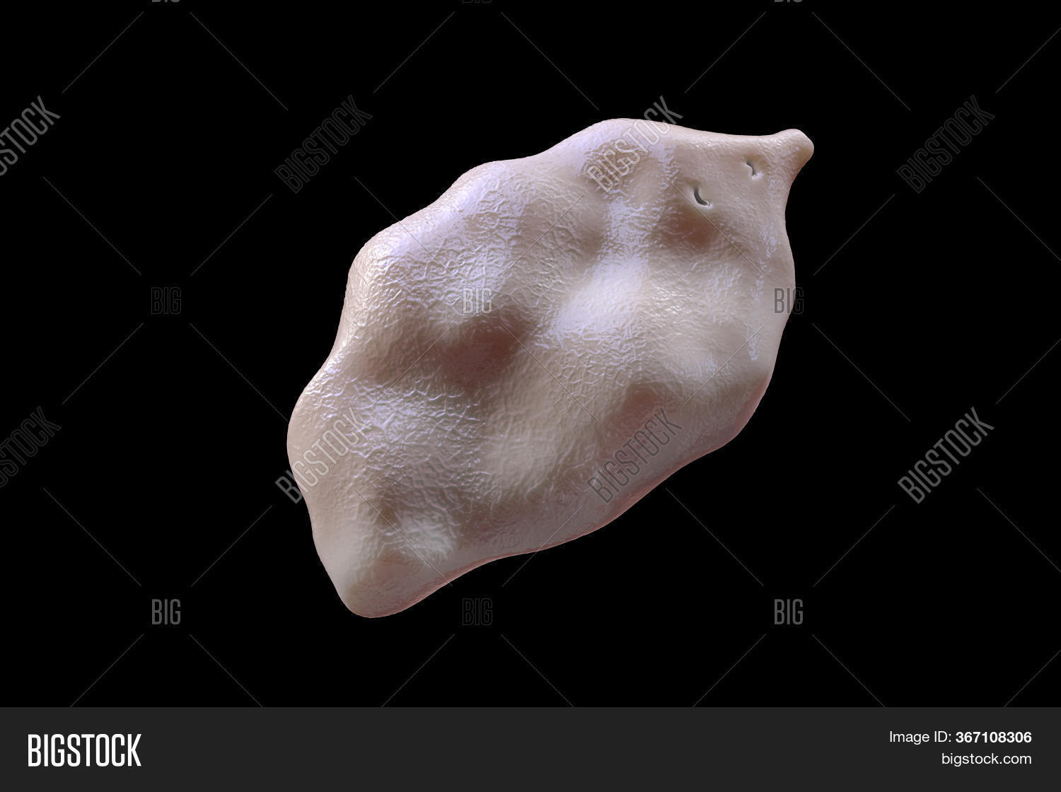 Fasciola Hepatica, Image & Photo (Free Trial) | Bigstock