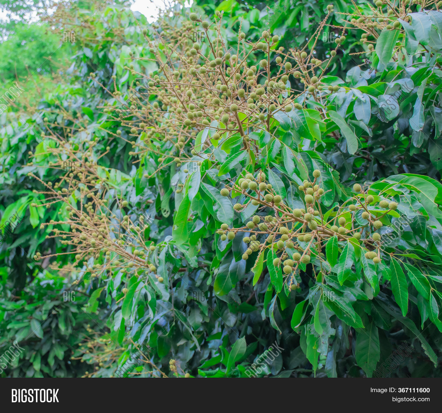 Longan Fruit One Fruit Image & Photo (Free Trial) | Bigstock
