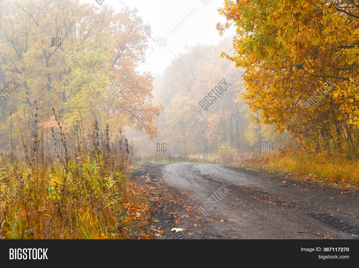 Morning Autumn Fog Image & Photo (Free Trial) | Bigstock