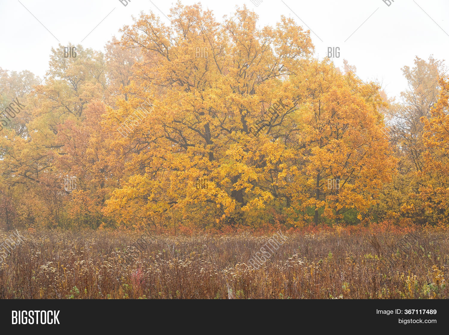 Old Oak Trees With Yellow Fall Foliage Stock Photo