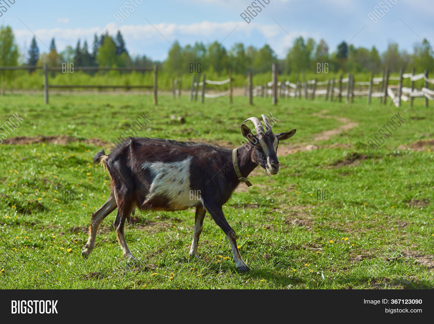 Horned Piebald Goat On Image & Photo (Free Trial) | Bigstock