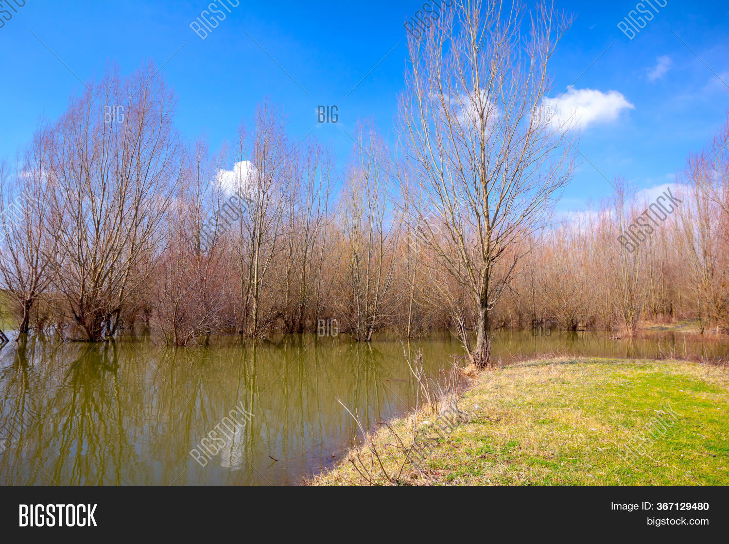Flooded Trees Bright Image & Photo (Free Trial) | Bigstock