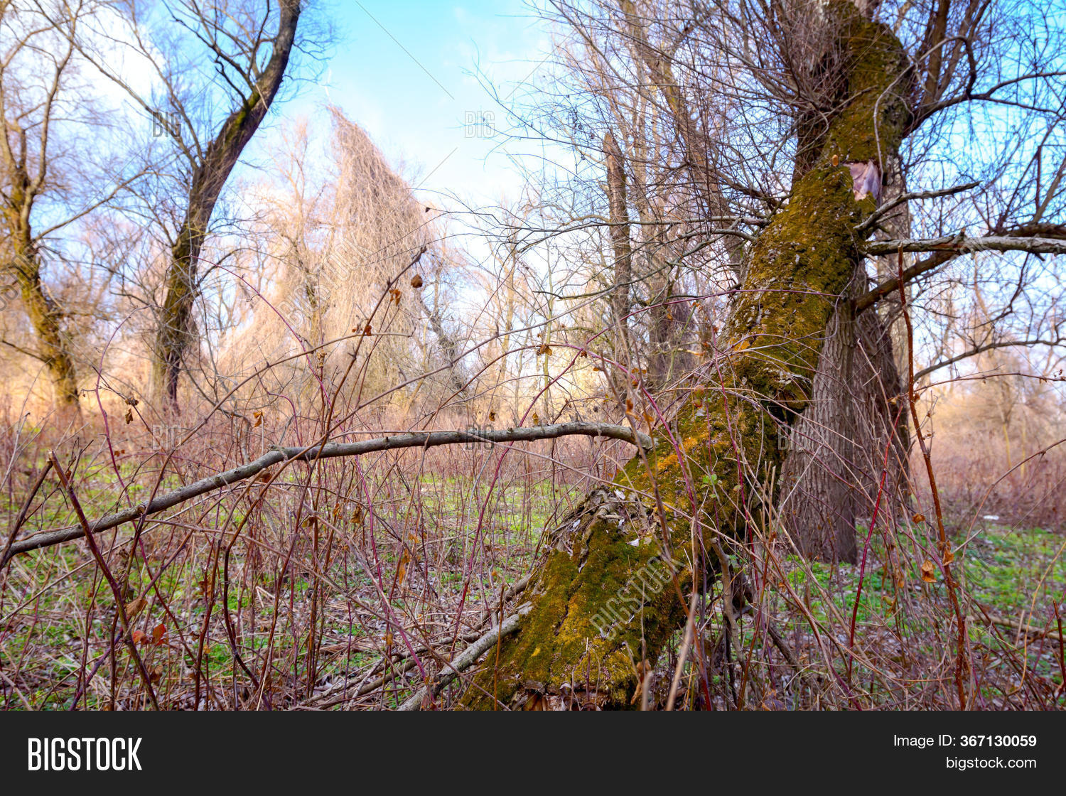 Green Moss On Old Image & Photo (Free Trial) | Bigstock