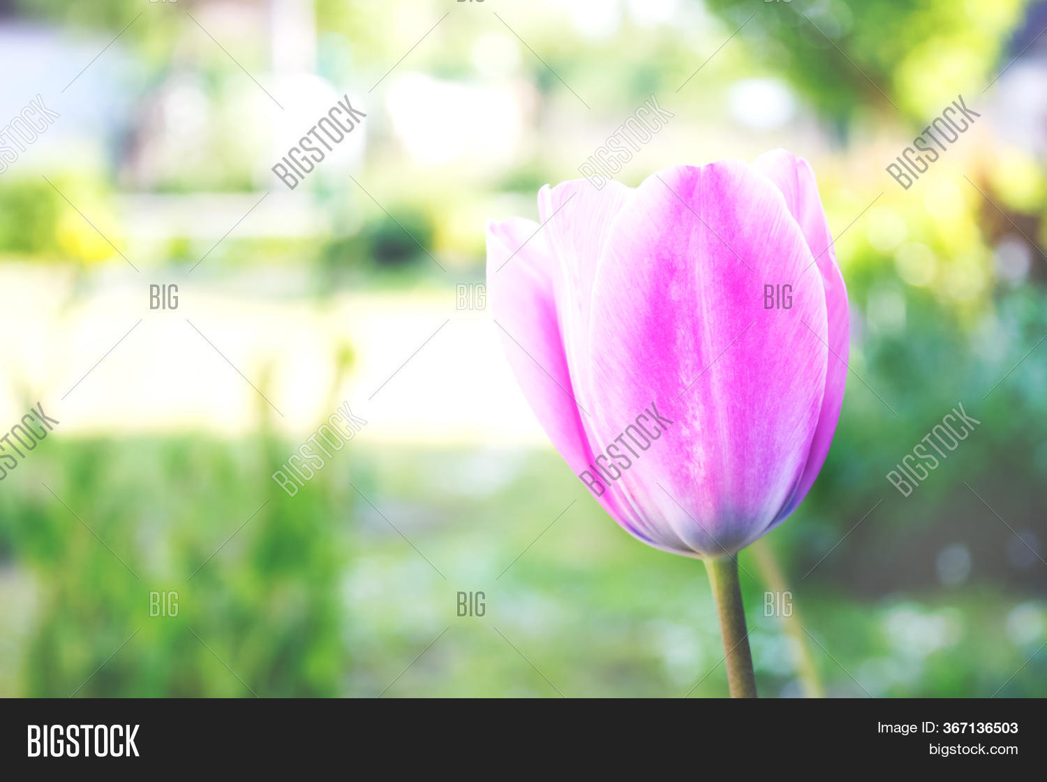 Beautiful Pink Tulip Image & Photo (Free Trial) | Bigstock