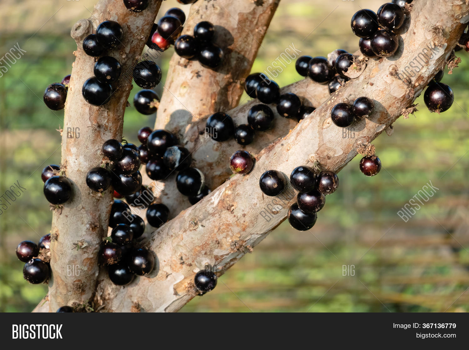 Jaboticaba Tree Fruits Image & Photo (Free Trial) | Bigstock