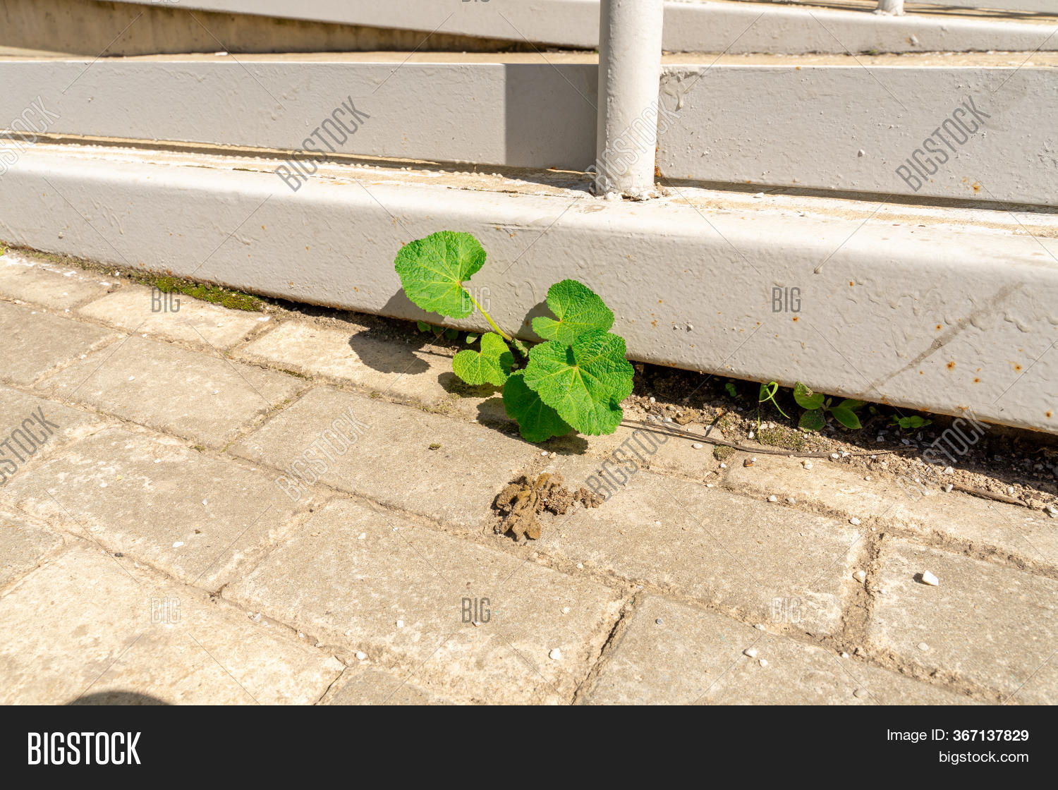 Young Shoot Plant Grew Image & Photo (Free Trial) | Bigstock