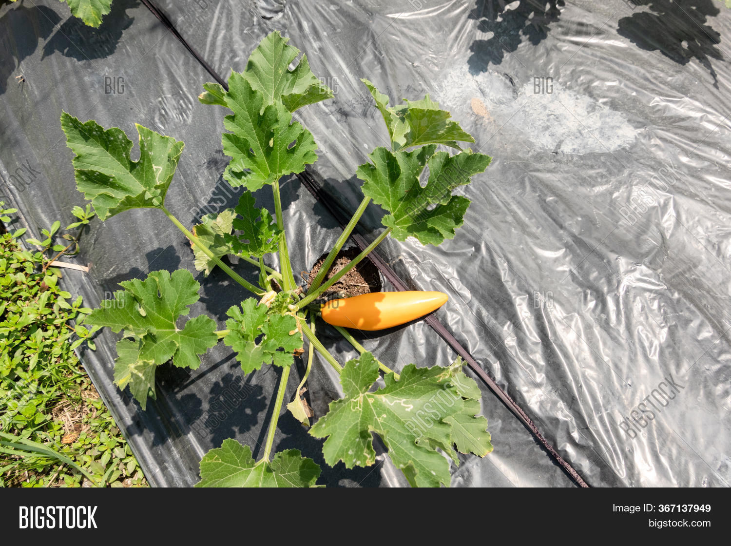 Farm Colorful Zucchini Image & Photo (Free Trial) | Bigstock