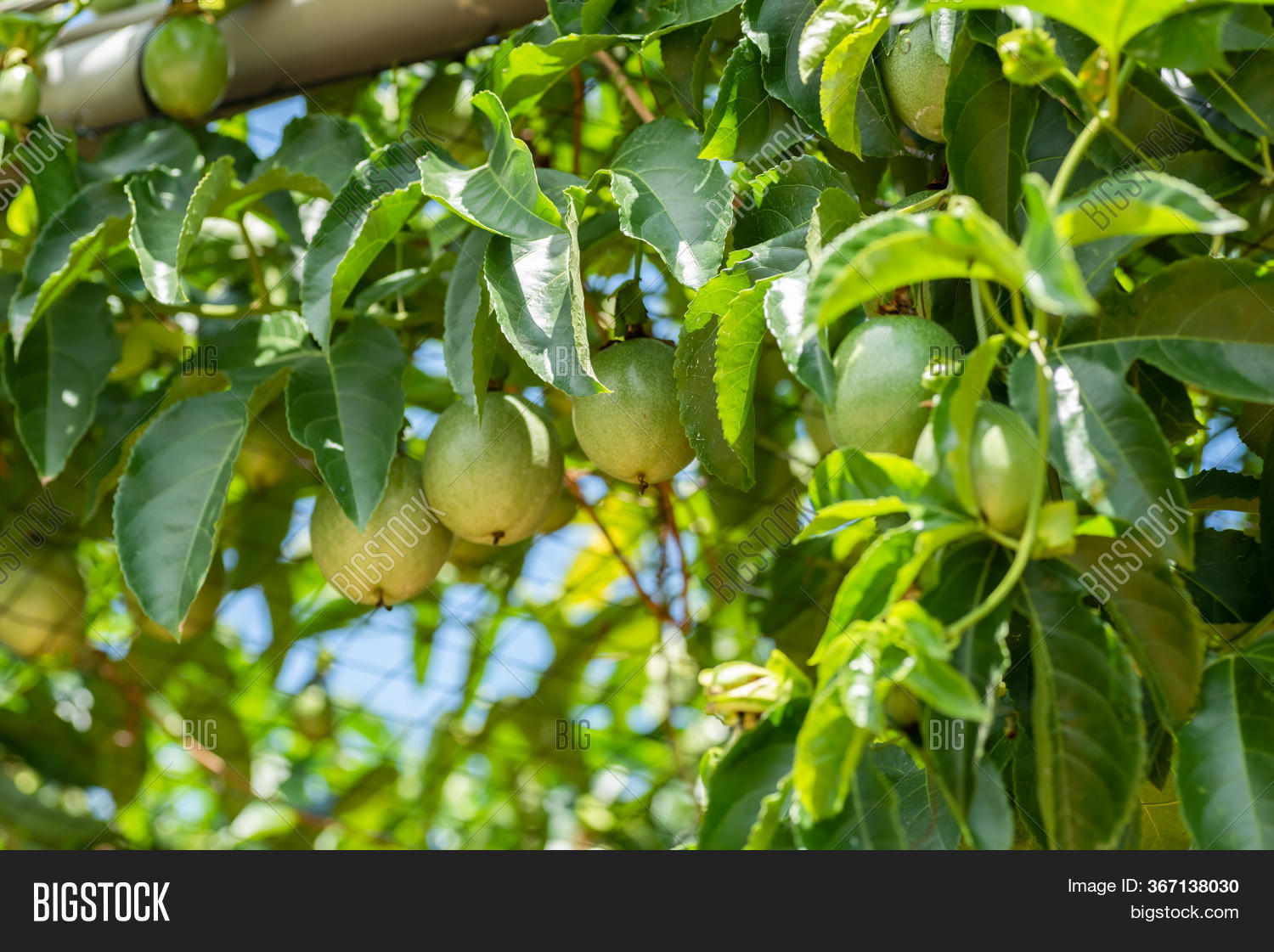 Farm Passion Fruit Image & Photo (Free Trial) | Bigstock