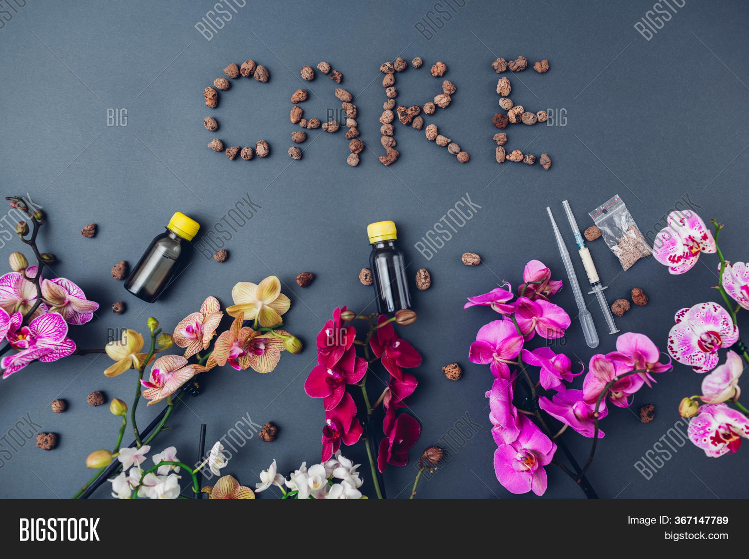 Orchid Care Written Image & Photo (Free Trial) | Bigstock