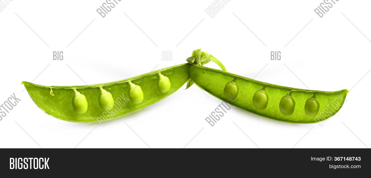 Fresh Green Pea Pod Image & Photo (Free Trial) | Bigstock