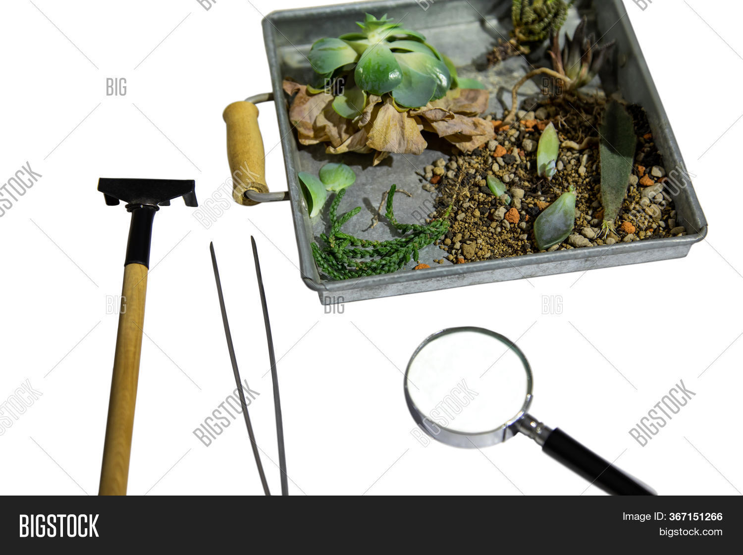 Plants Box Herbarium Image & Photo (Free Trial) | Bigstock