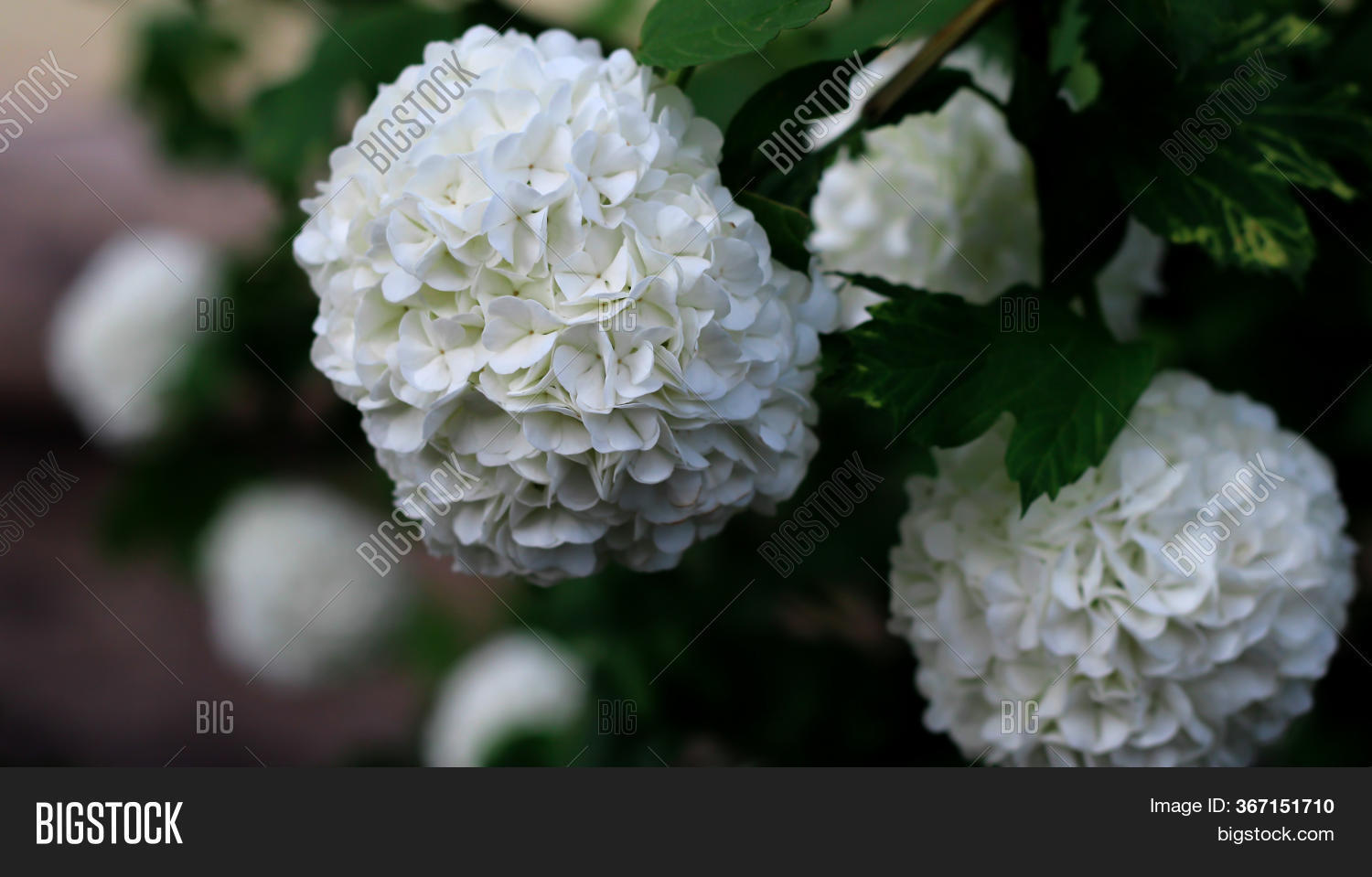 White Flower. Ball- Image & Photo (Free Trial) | Bigstock