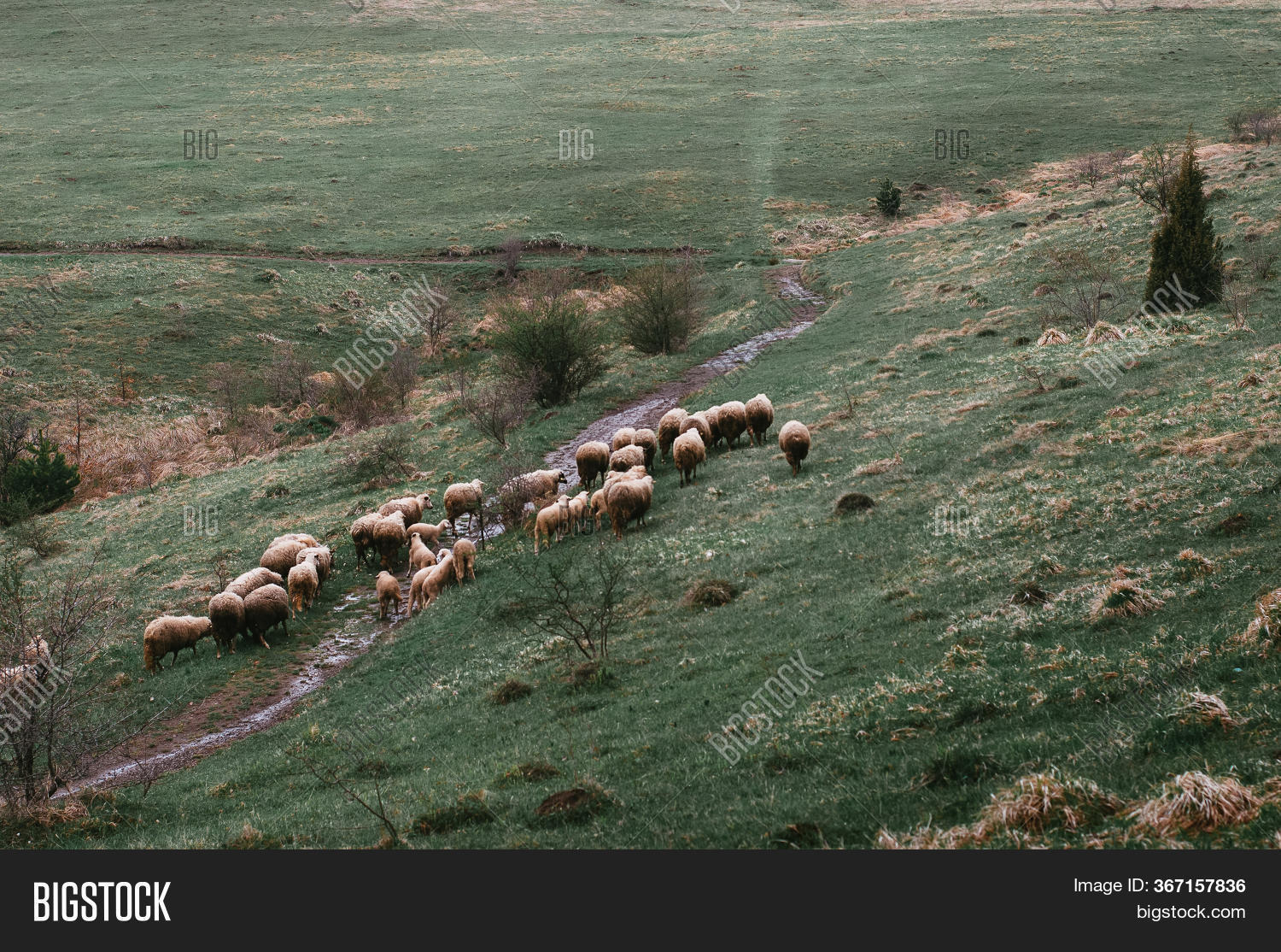 Sheep On Road Nature. Image & Photo (Free Trial) | Bigstock
