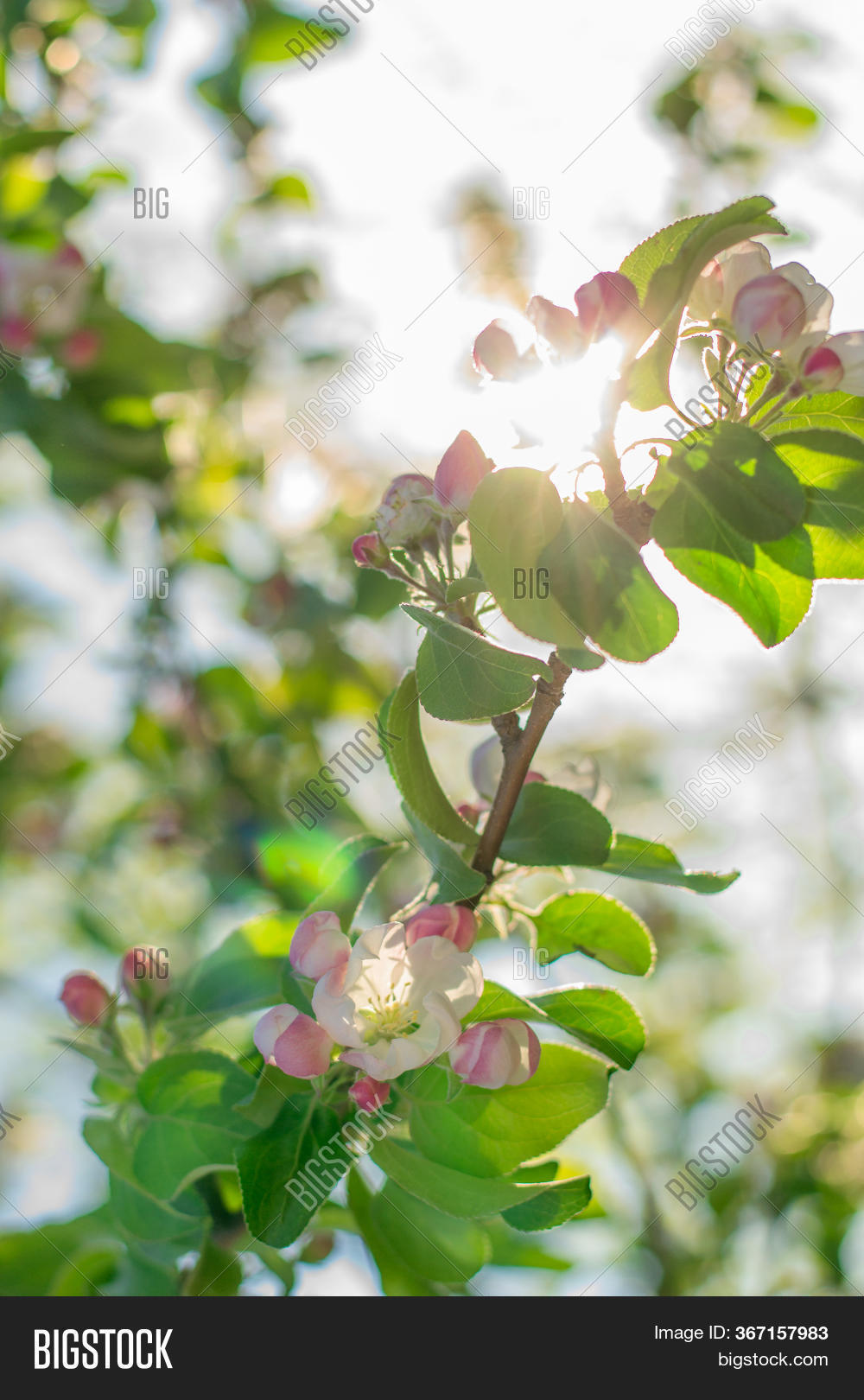 Apple Tree Branch Image & Photo (Free Trial) | Bigstock