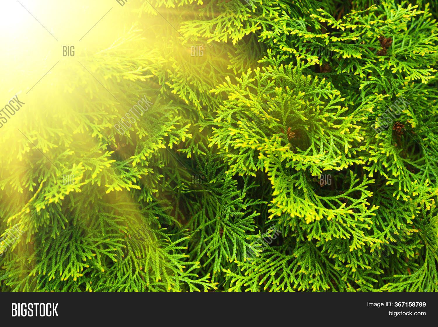 Green Christmas Image & Photo (Free Trial) | Bigstock