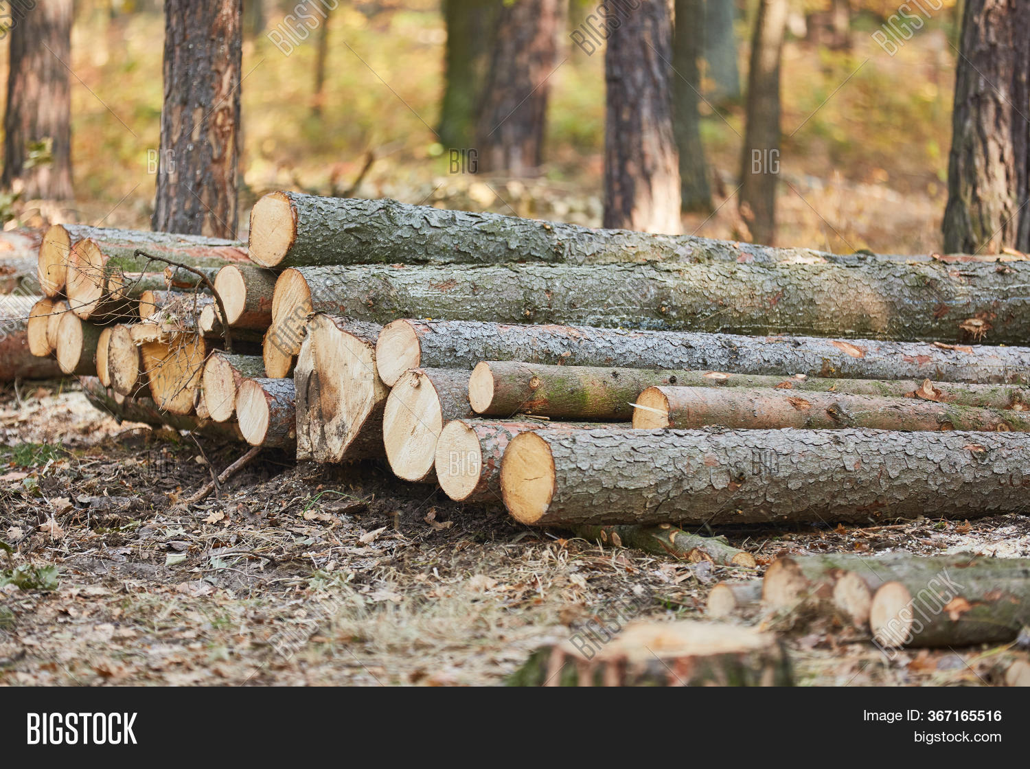 Tree Trunks Long Wood Image & Photo (Free Trial) | Bigstock