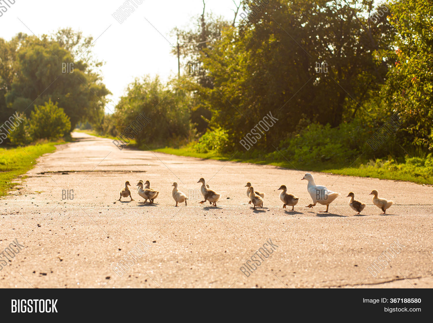 Duck Leads Ducklings Image & Photo (Free Trial) | Bigstock