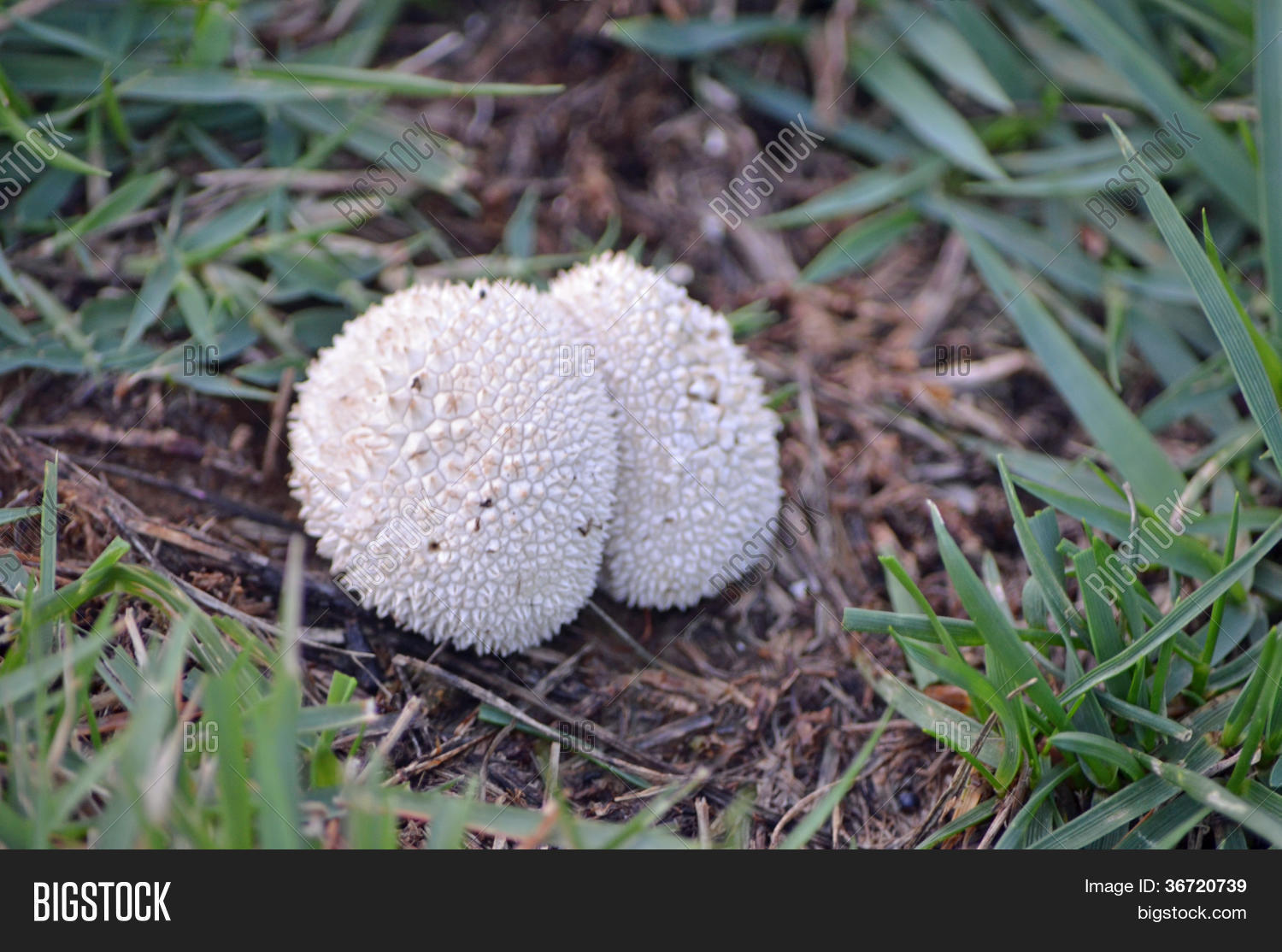 Two White Puffy Image & Photo (Free Trial) | Bigstock