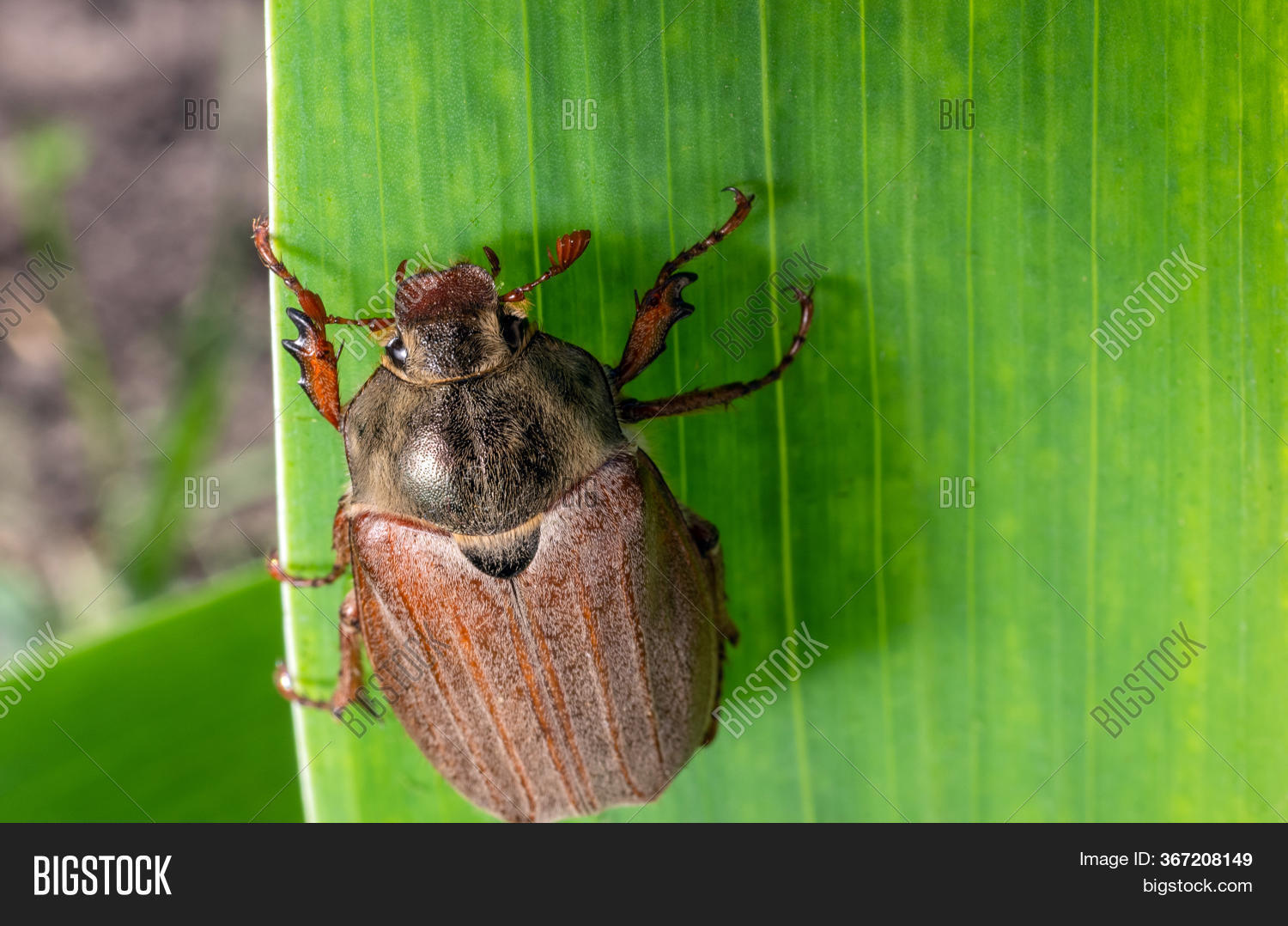 Large June Bug Creeps Image & Photo (Free Trial) | Bigstock
