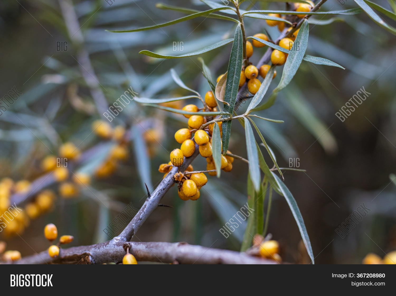Yellow Berries Sea Image & Photo (Free Trial) | Bigstock