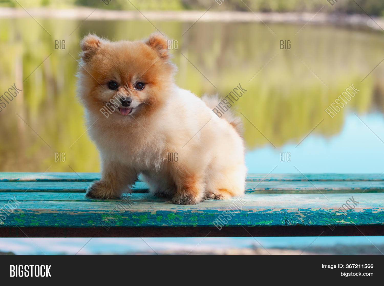 Pomeranian Spitz Mini Image & Photo (Free Trial) | Bigstock