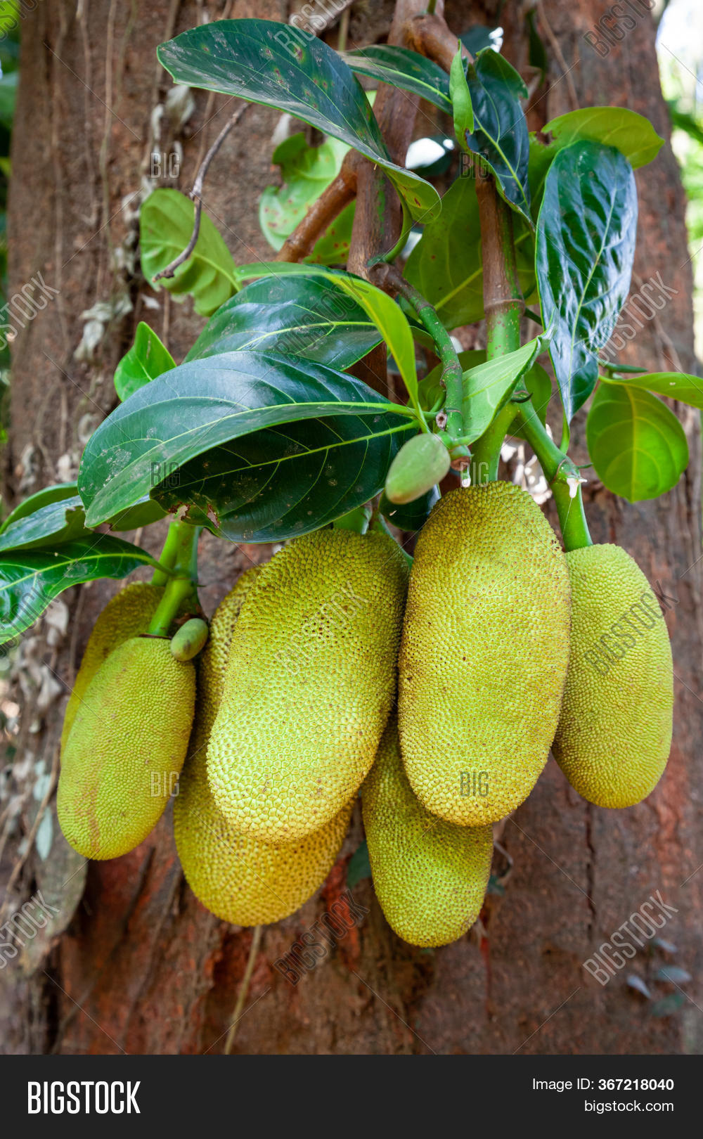 Jackfruit Tree Big Image & Photo (Free Trial) | Bigstock