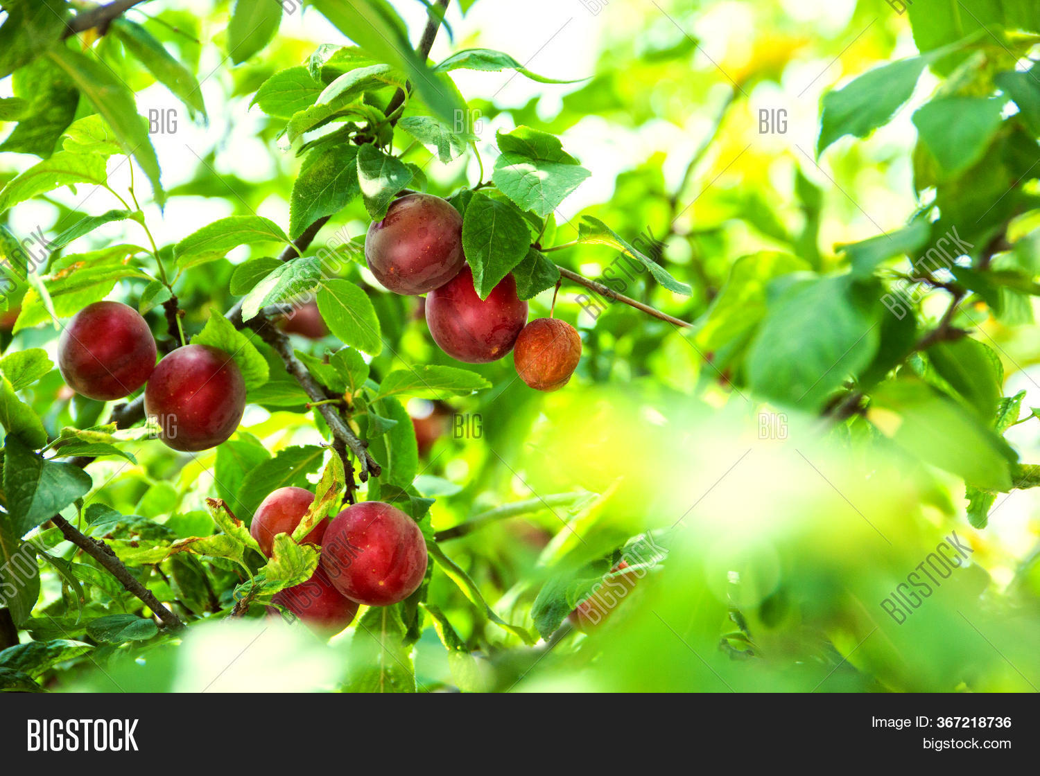 Plum Fruit On Tree On Image & Photo (Free Trial) | Bigstock