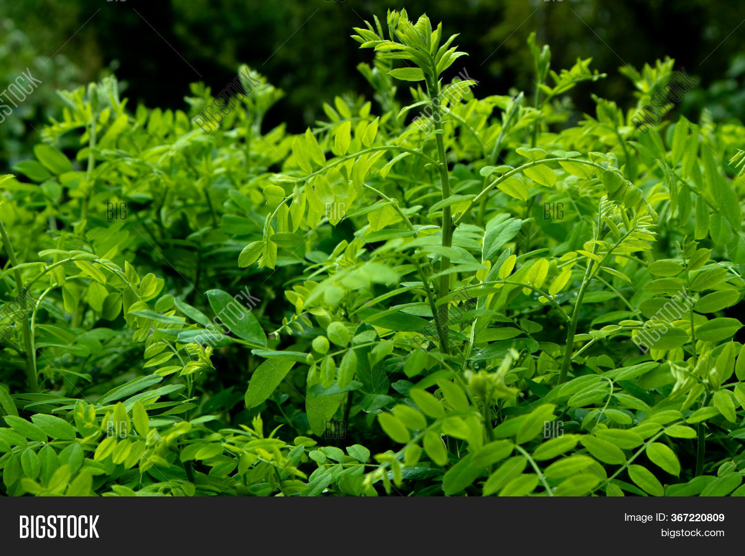 Acacia Leaves Spring Image & Photo (Free Trial) | Bigstock