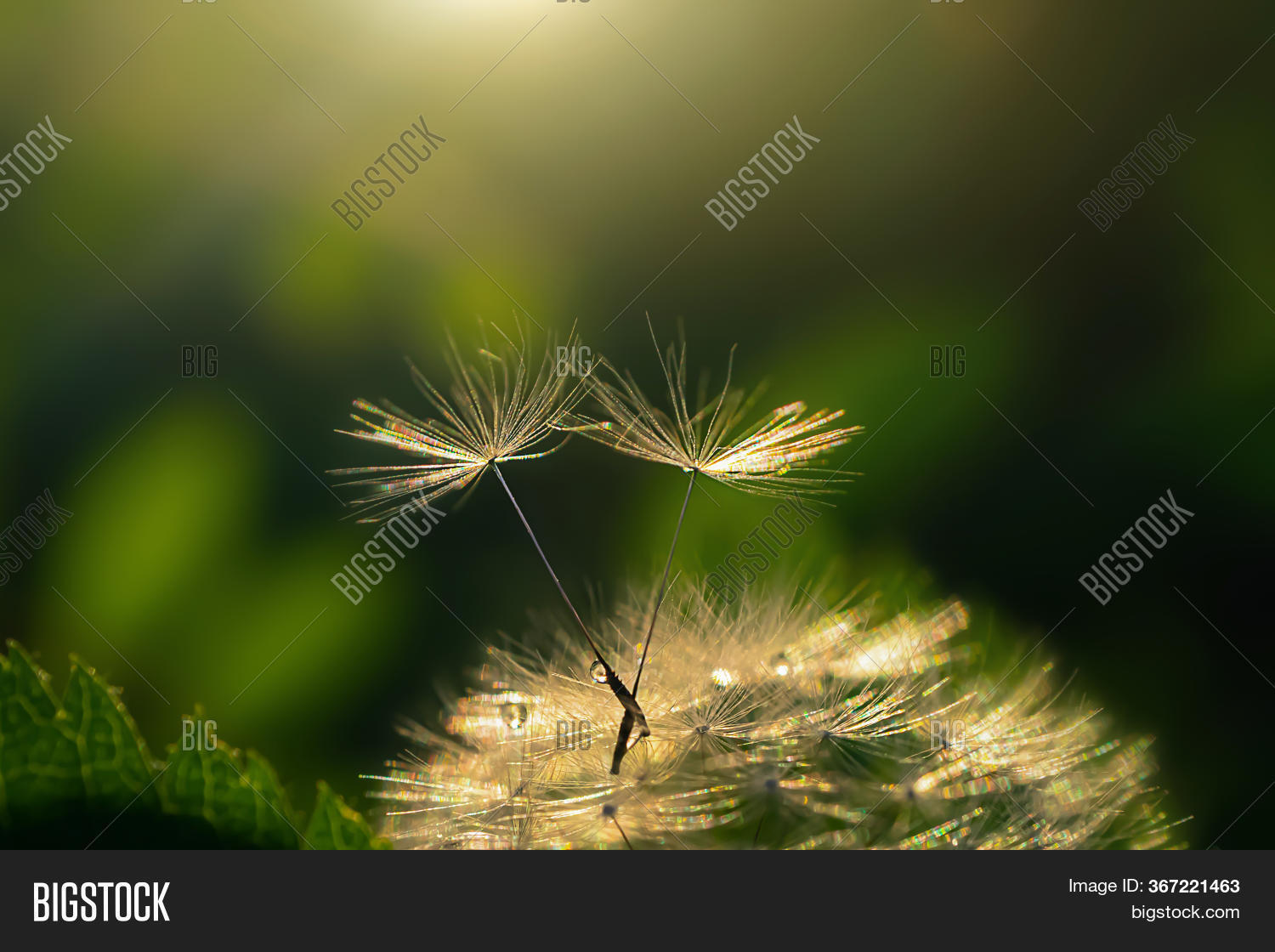 Two Dandelion Seeds On Image & Photo (Free Trial) | Bigstock