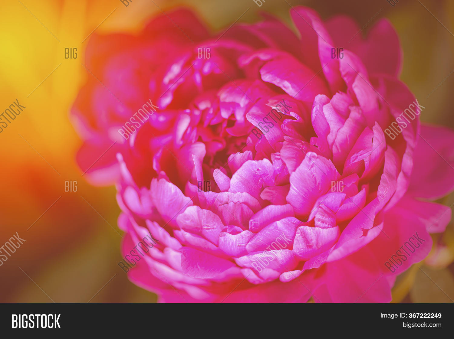 Toned Peony Macro Image & Photo (Free Trial) | Bigstock