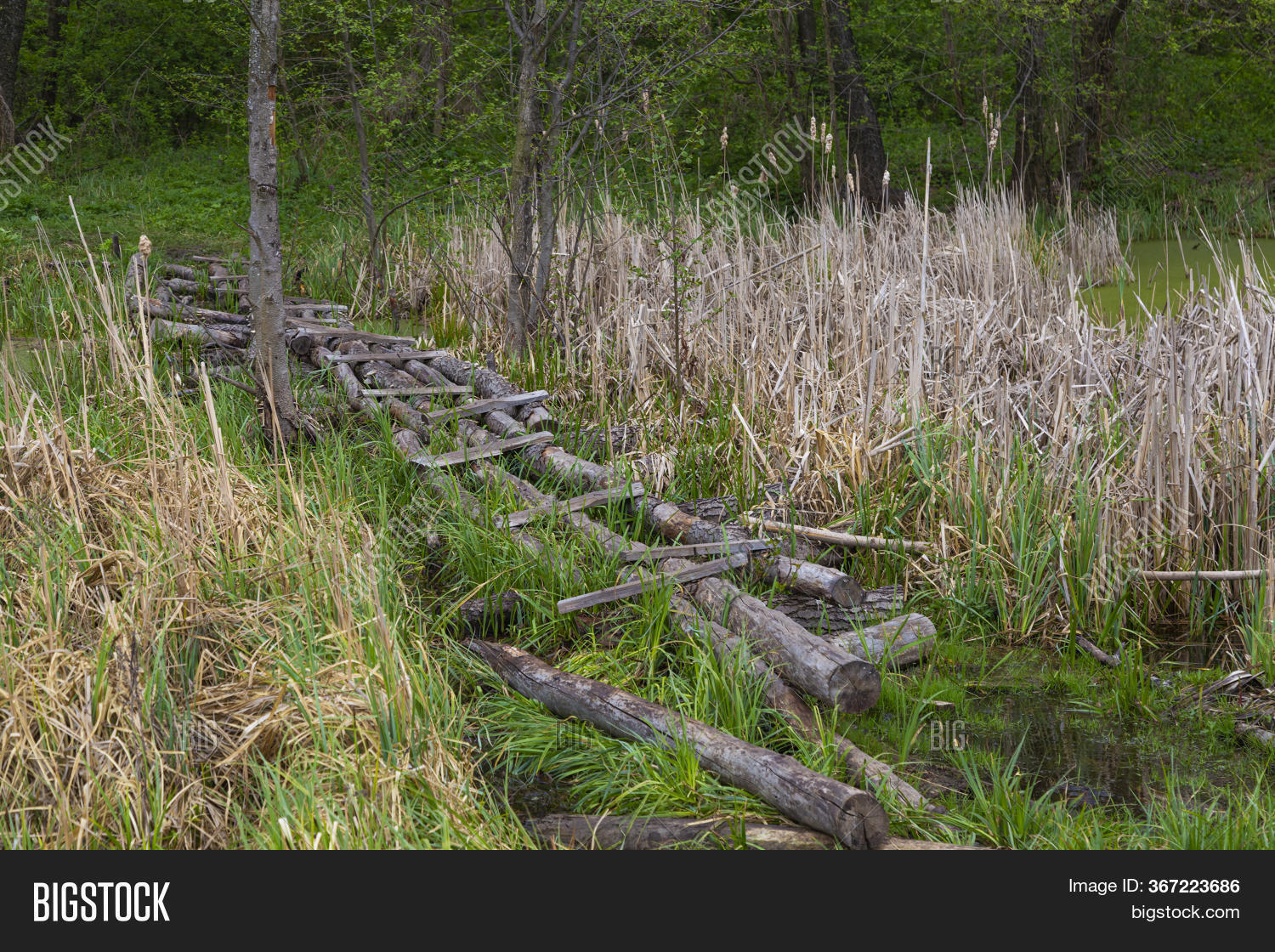 Overflow Land Old Image And Photo Free Trial Bigstock