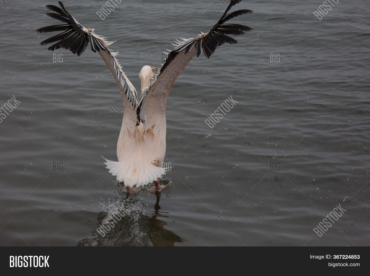 Beautiful Water Bird Image & Photo (Free Trial) | Bigstock