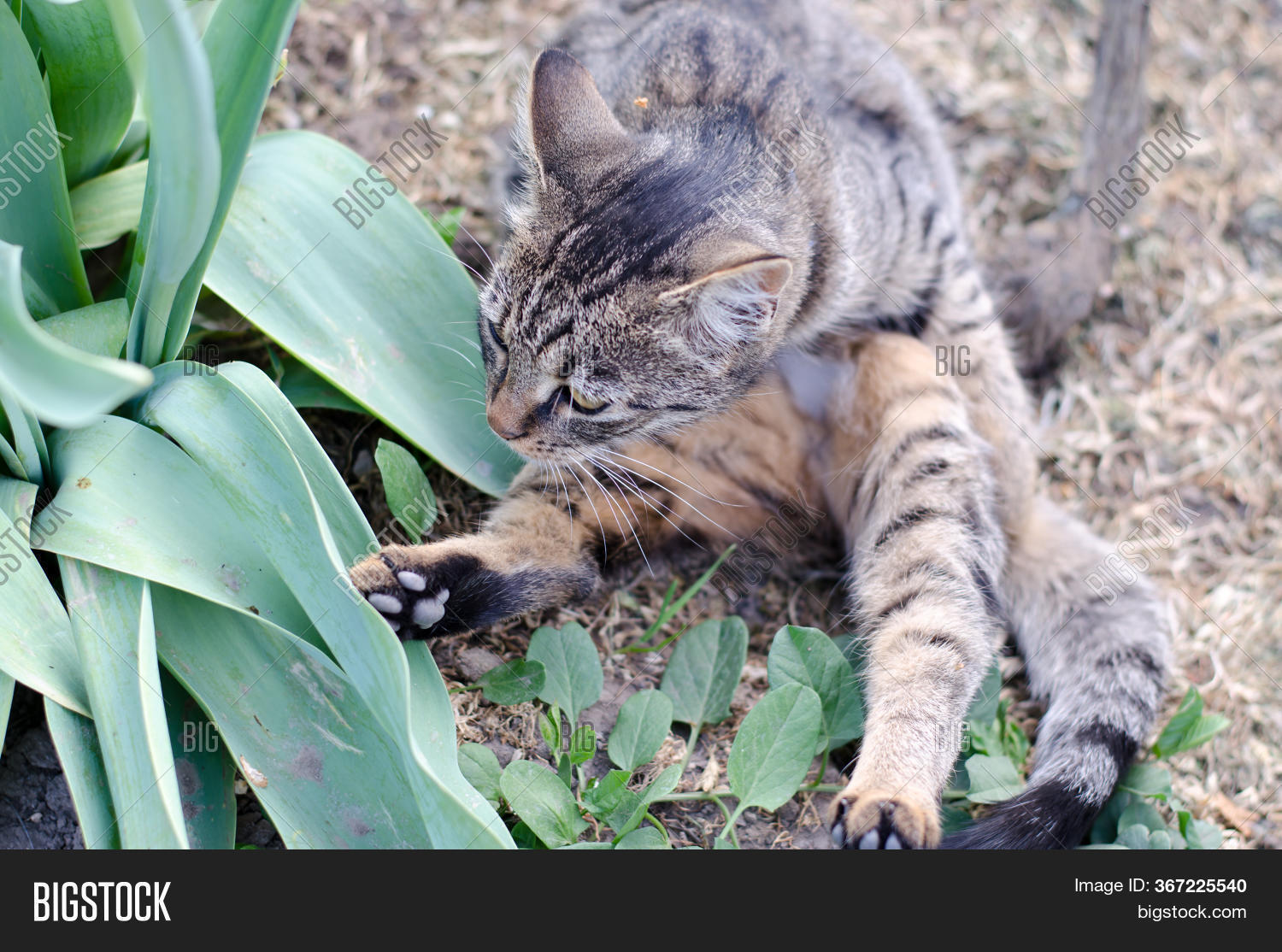 Cat Sits Outstretched Image & Photo (Free Trial) | Bigstock