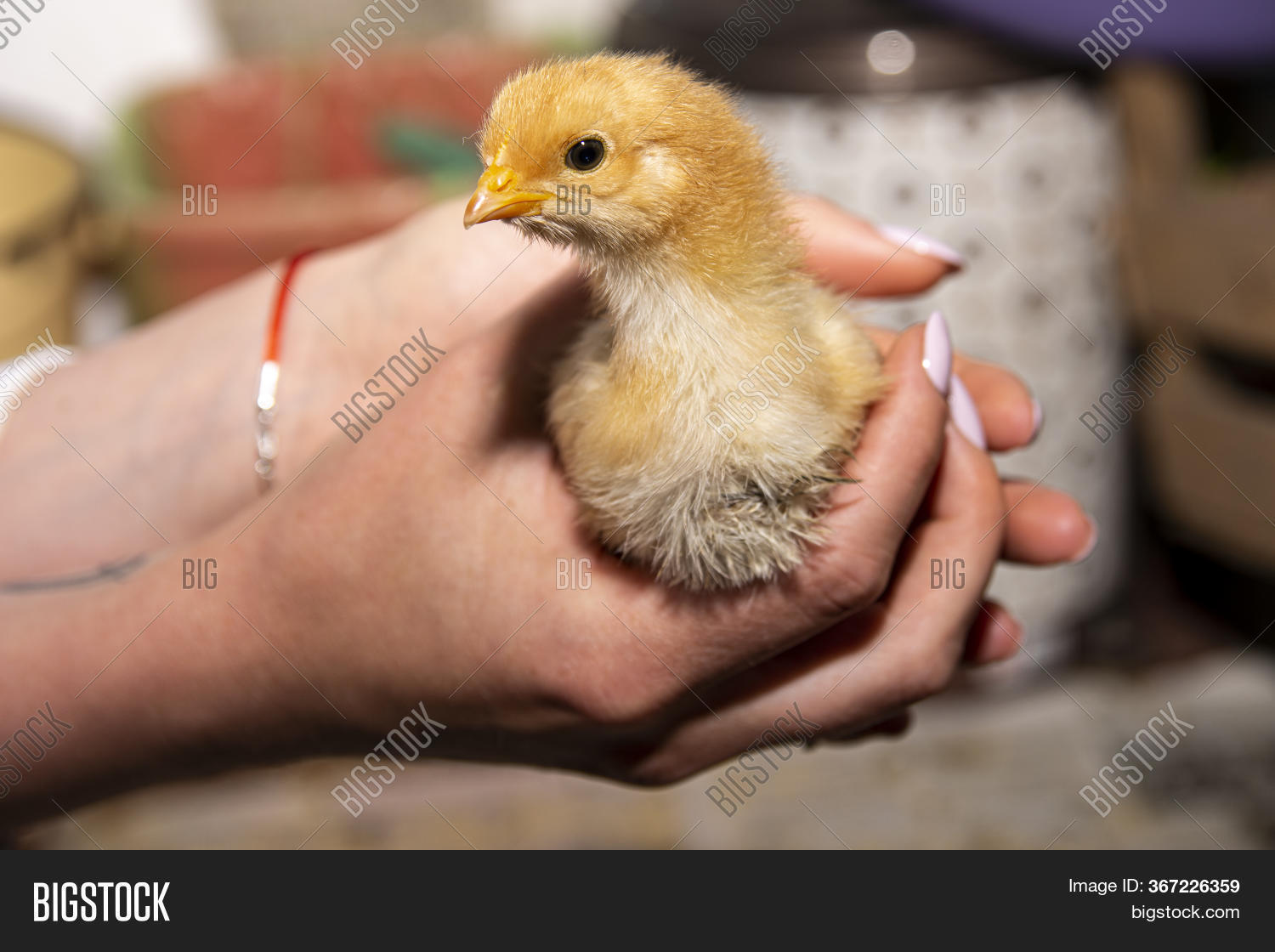 Little Chicken Hands Image & Photo (Free Trial) | Bigstock