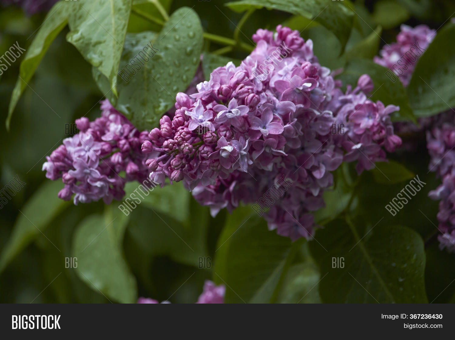 Close- Blooming Lilacs Image & Photo (Free Trial) | Bigstock