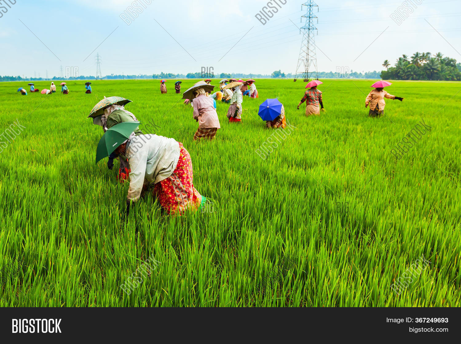 Alappuzha, India - Image & Photo (Free Trial) | Bigstock